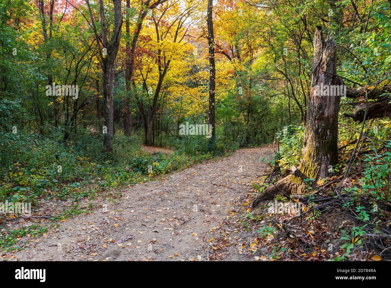 colorful autumn foliage along winding forest trail at lebanon hills ...