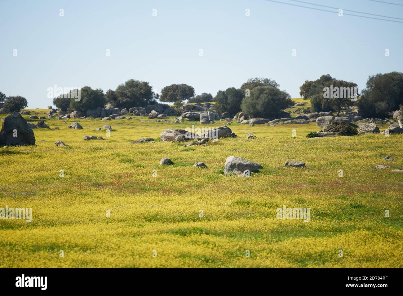 Alentejo landscape with olive tree and yellow flowers in Portugal Stock ...
