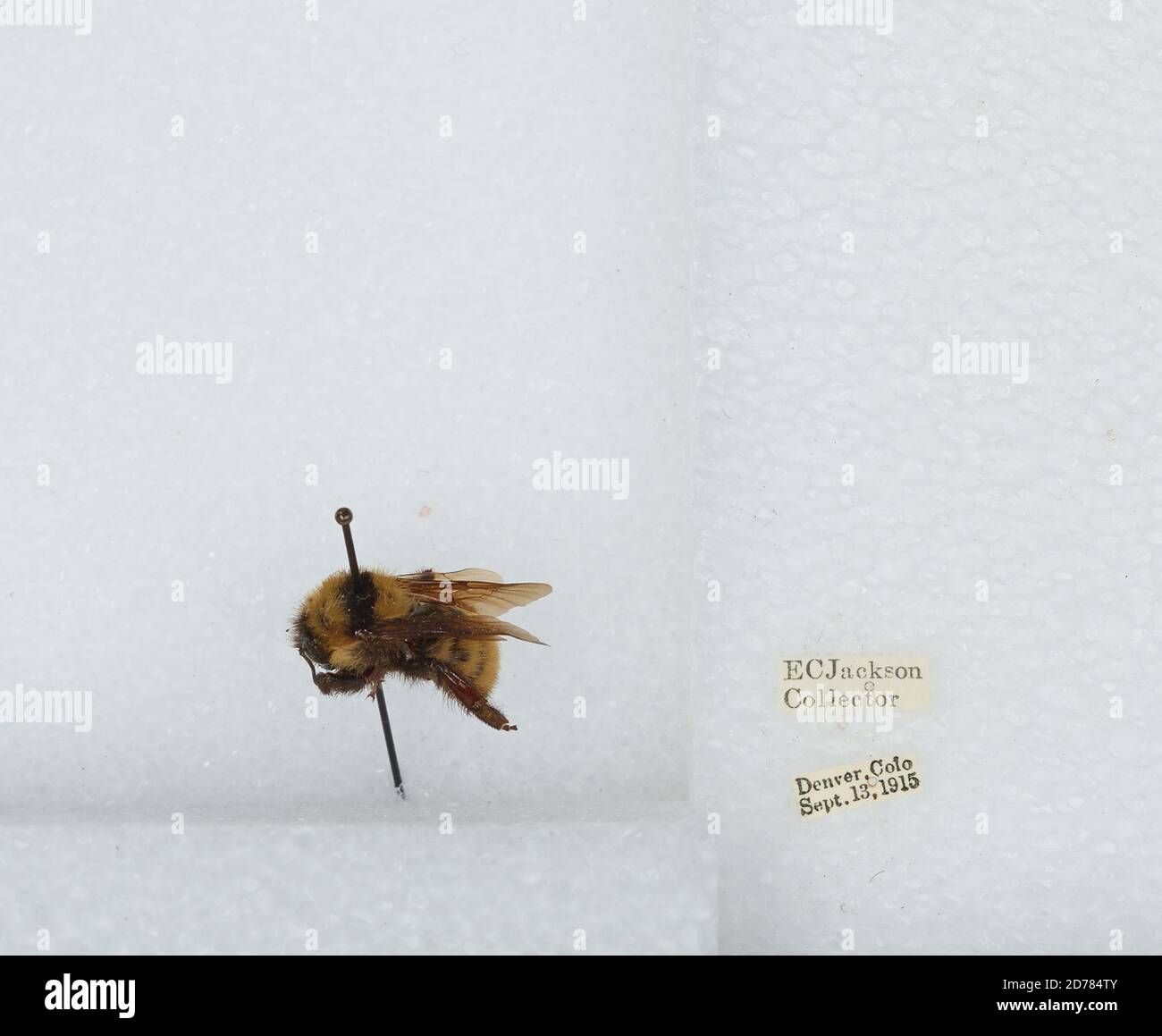 Denver, Colorado, United States, Bombus (Fervidobombus) fervidus ...