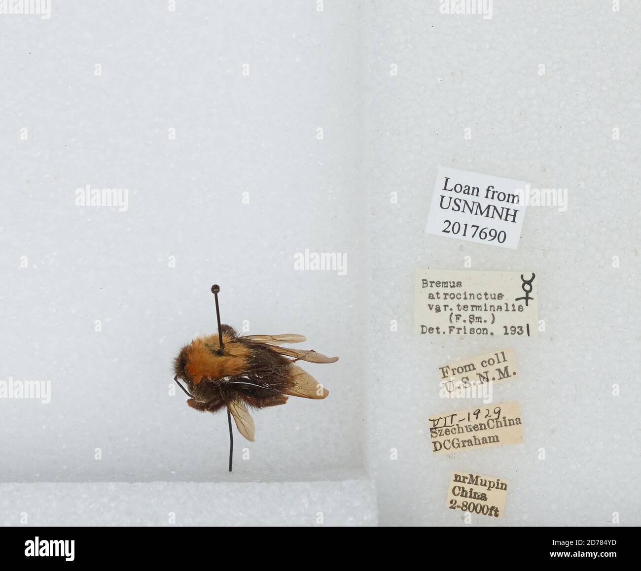 near Muping, formerly Mupin, Sichuan, China, Bombus (Festivobombus ...