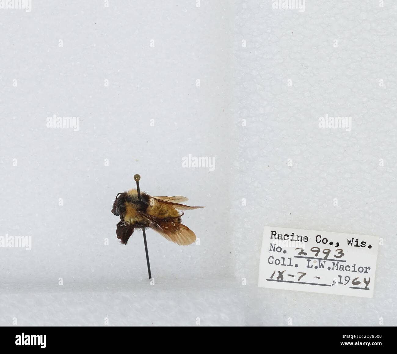 Racine, Wisconsin, United States, Bombus (Fervidobombus) fervidus ...