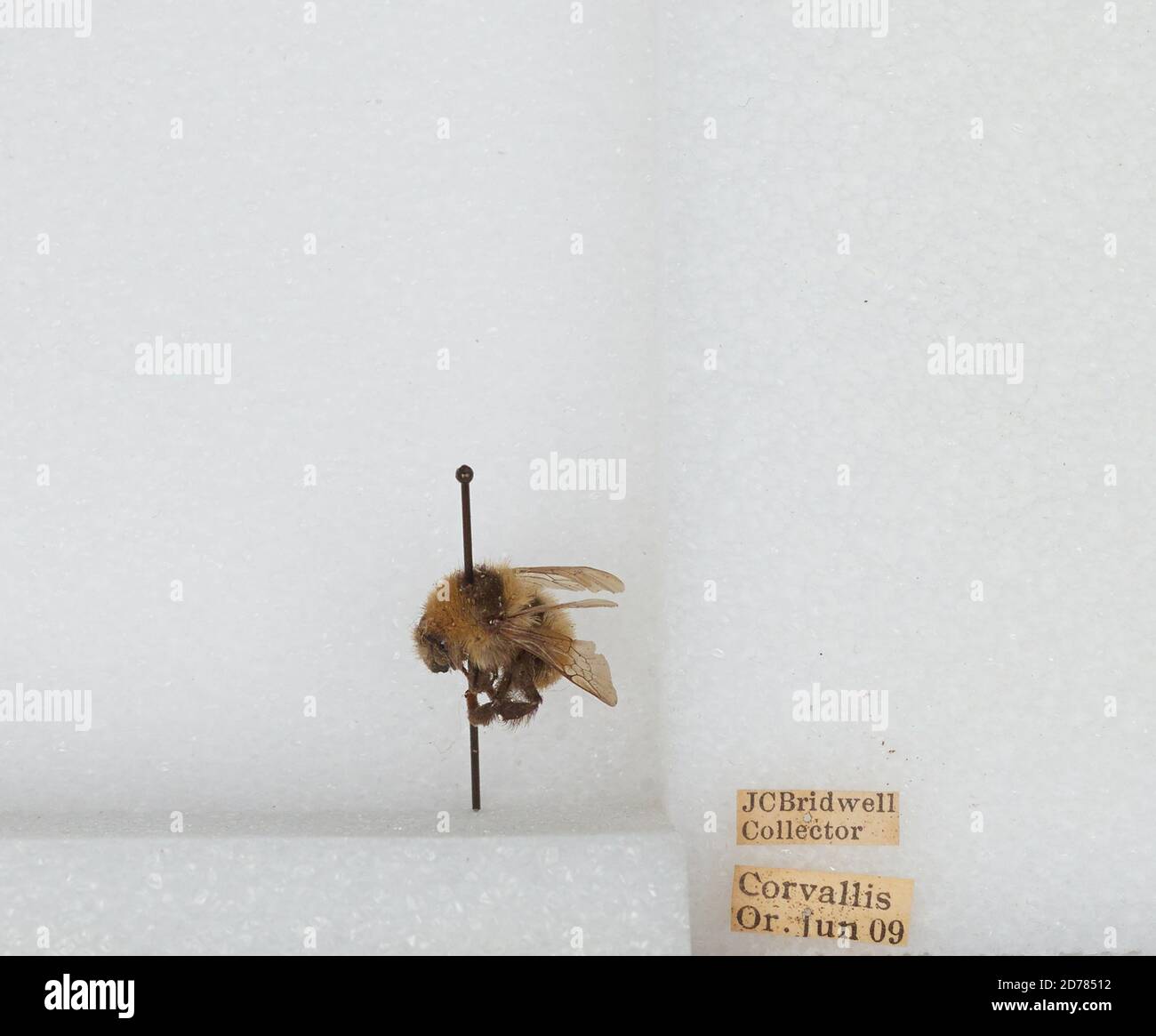 Corvallis, Benton, Oregon, United States, Bombus (Subterraneobombus ...