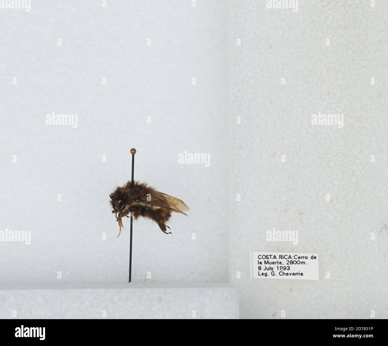 Cerro de la Muerte, San Jose, Costa Rica, Bombus (Pyrobombus ...