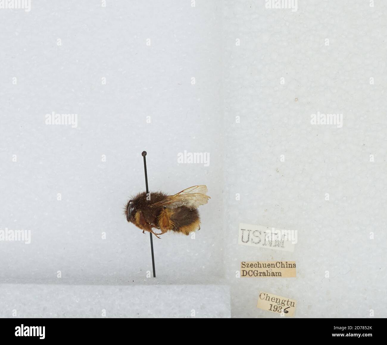 Chengdu, Chengdu Shi, Sichuan, China, Bombus (Pyrobombus) flavescens ...