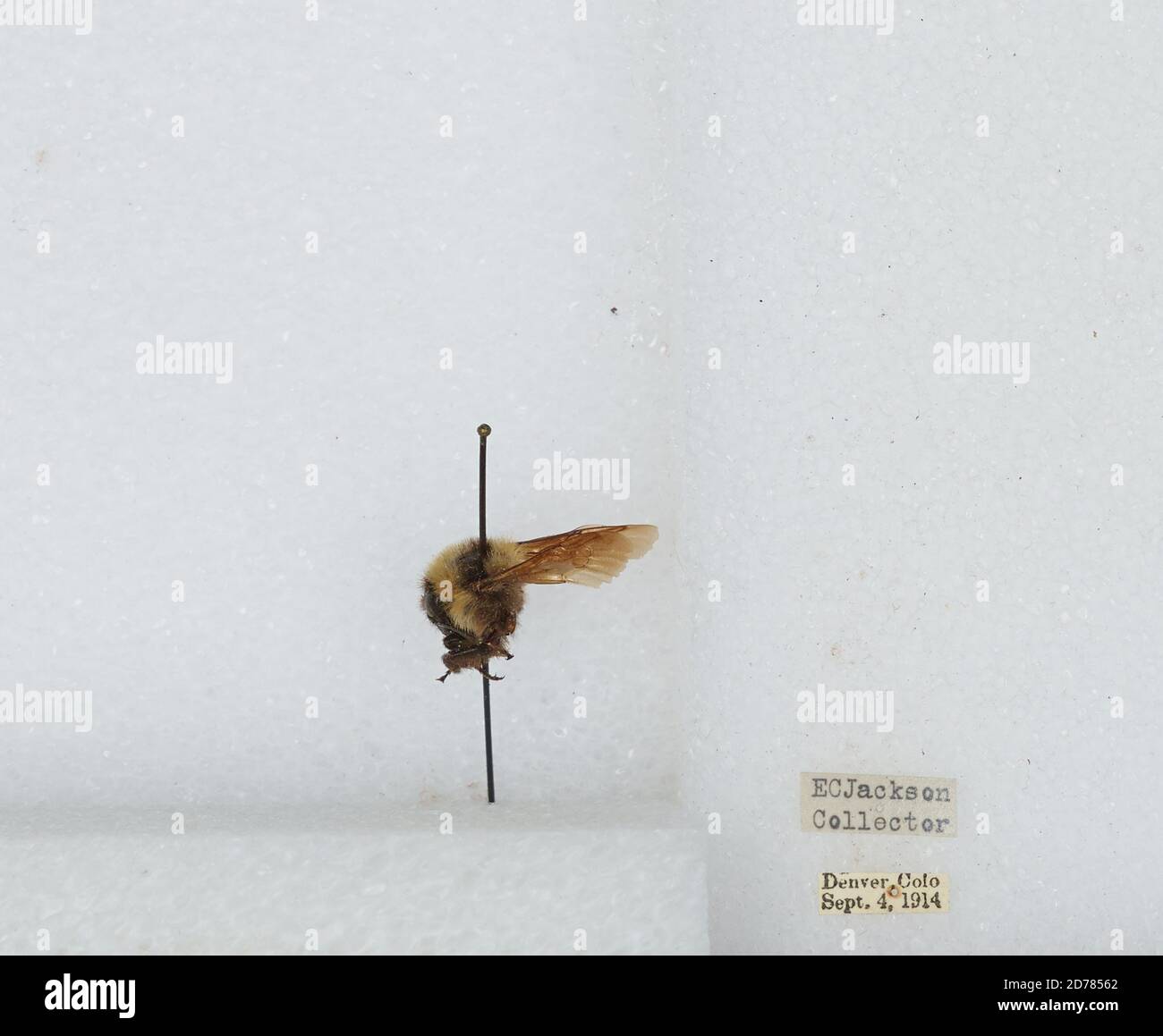Denver, Colorado, United States, Bombus (Fervidobombus) fervidus ...