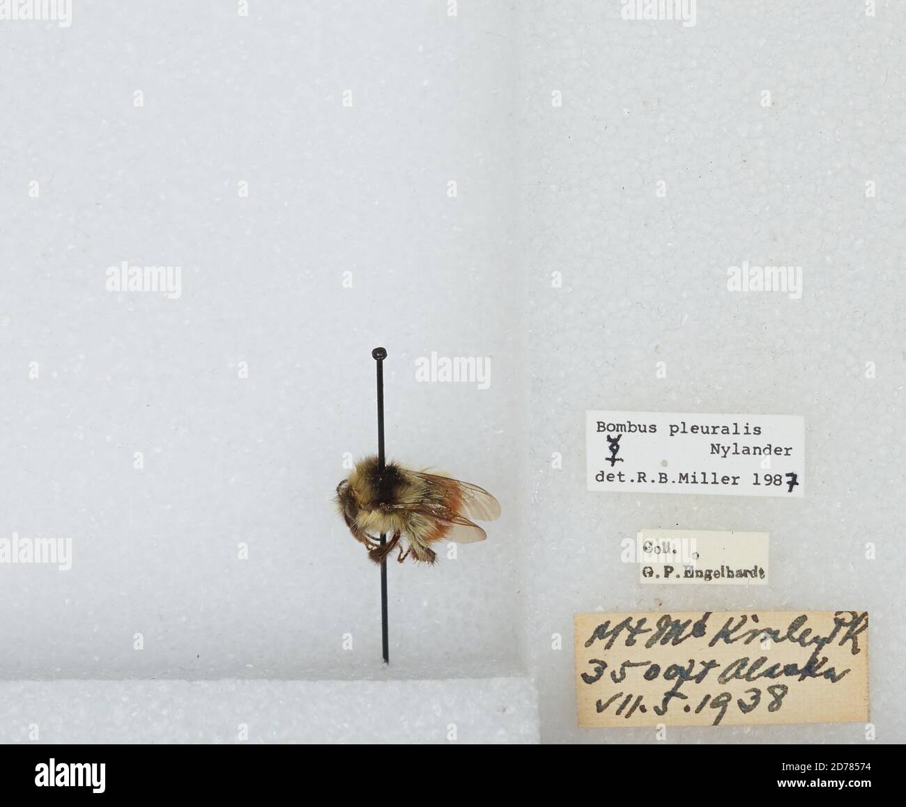 Mount McKinley Peak, Denali National Park, Denali, Alaska, United ...