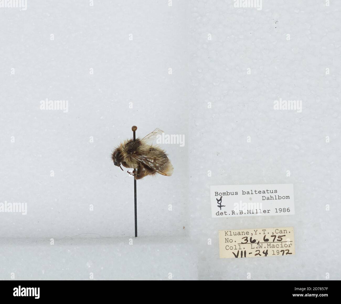 Kluane National Park Reserve, Yukon Territory, Canada, Bombus ...