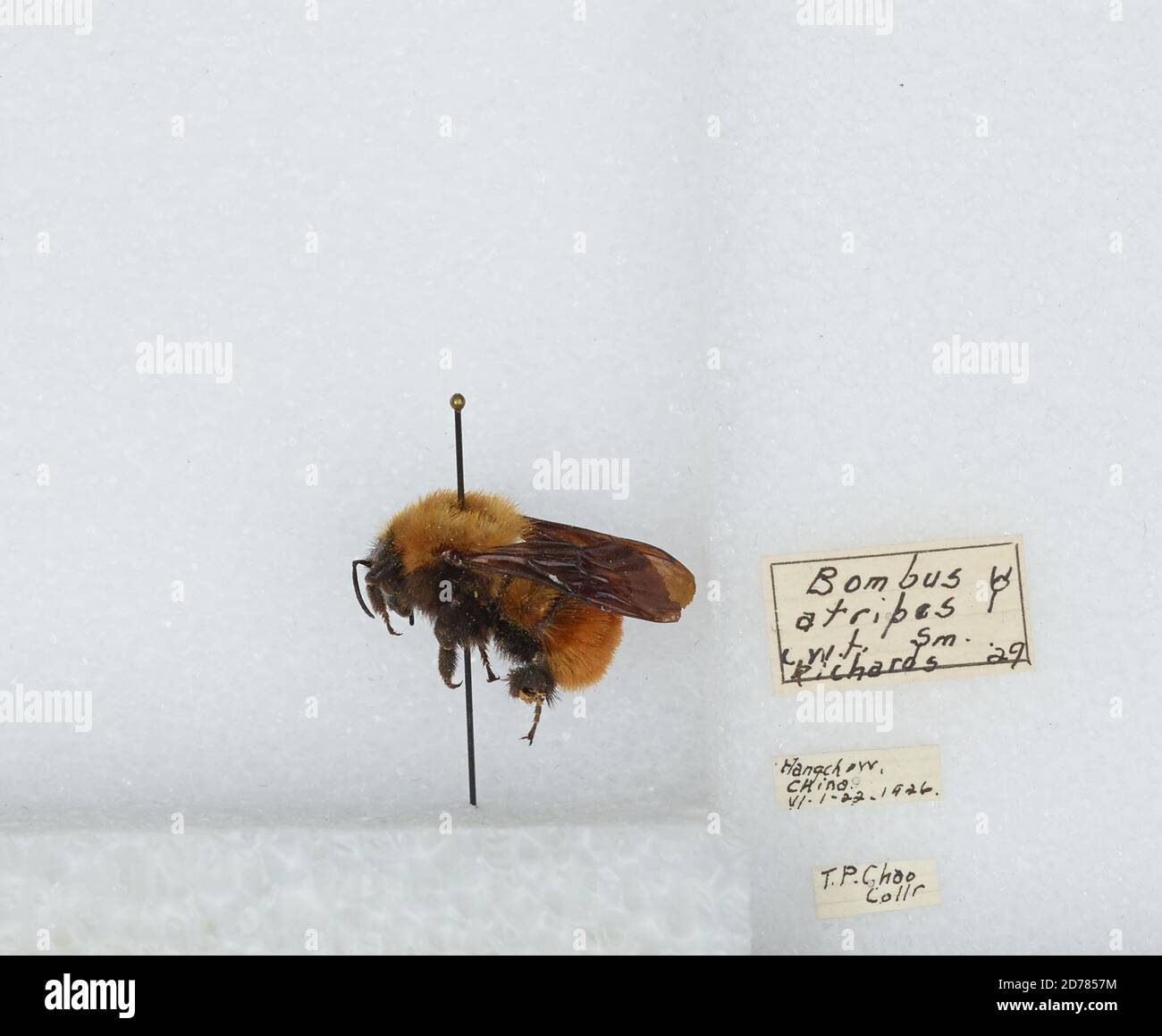 Hangzhou, Zhejiang, China, Bombus (Tricornibombus) atripes Smith ...