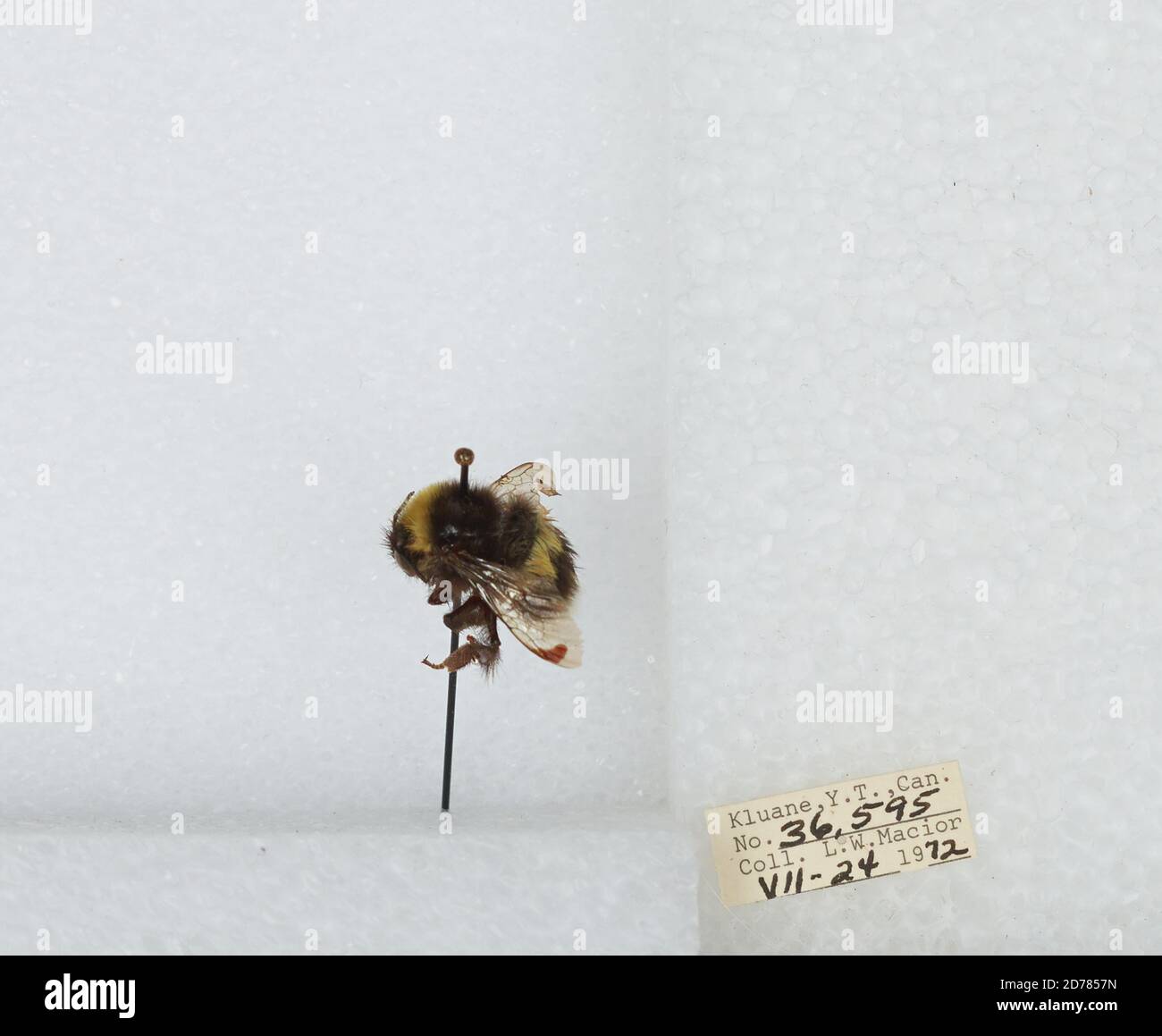 Kluane, Yukon Territory, Canada, Bombus (Bombus) lucorum (Linnaeus ...
