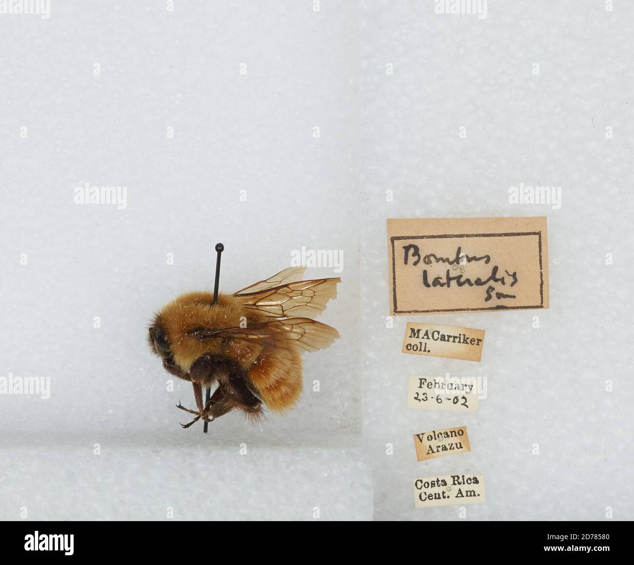 Irazu Volcano, Cartago, Costa Rica, Bombus (Pyrobombus) ephippiatus ...