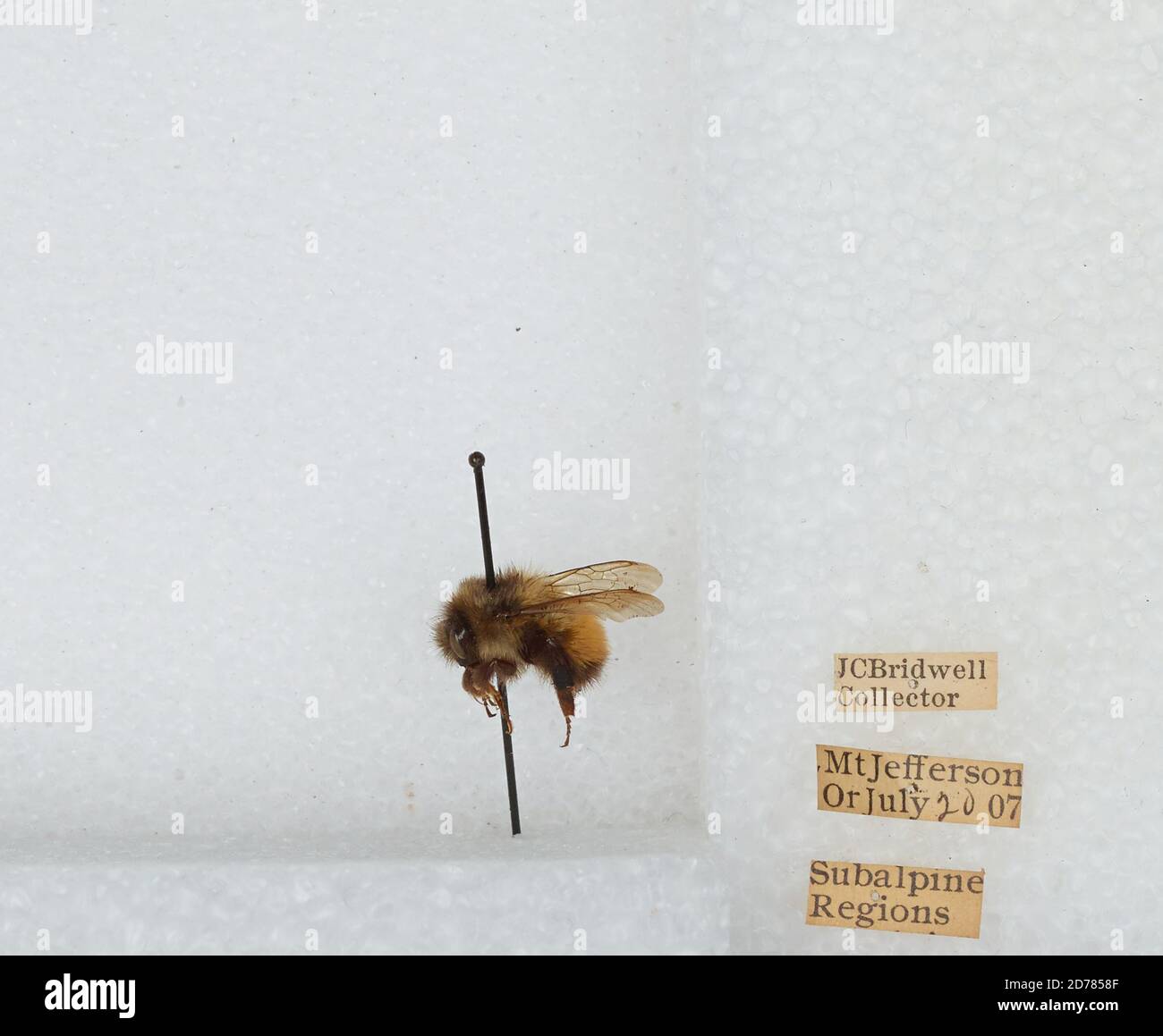 Mount Jefferson, Subalpine Regions, Linn, Oregon, United States, Bombus ...