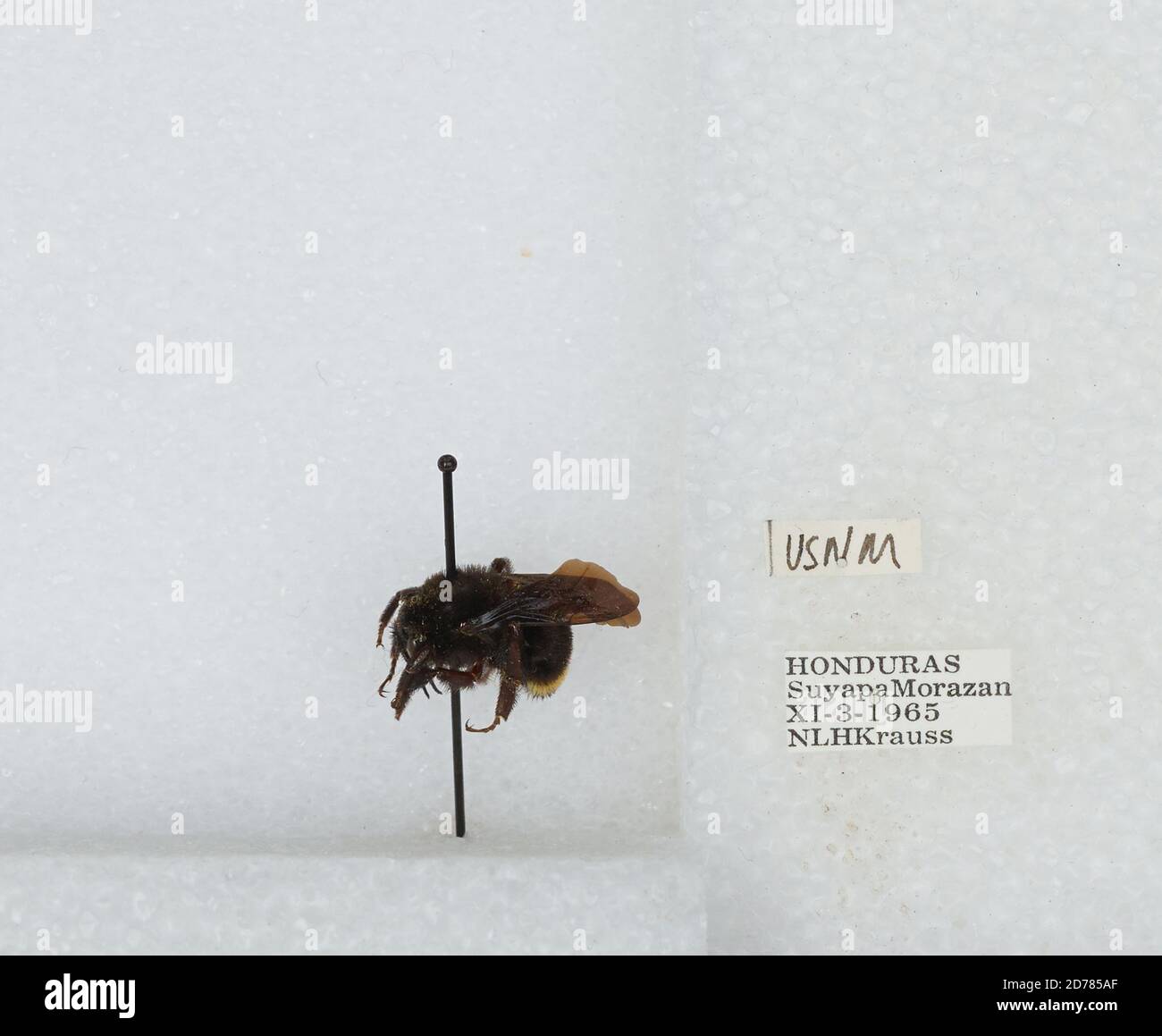 Suyapa Morazan, Honduras, Bombus (Pyrobombus) mixtus Cresson, 1878 ...