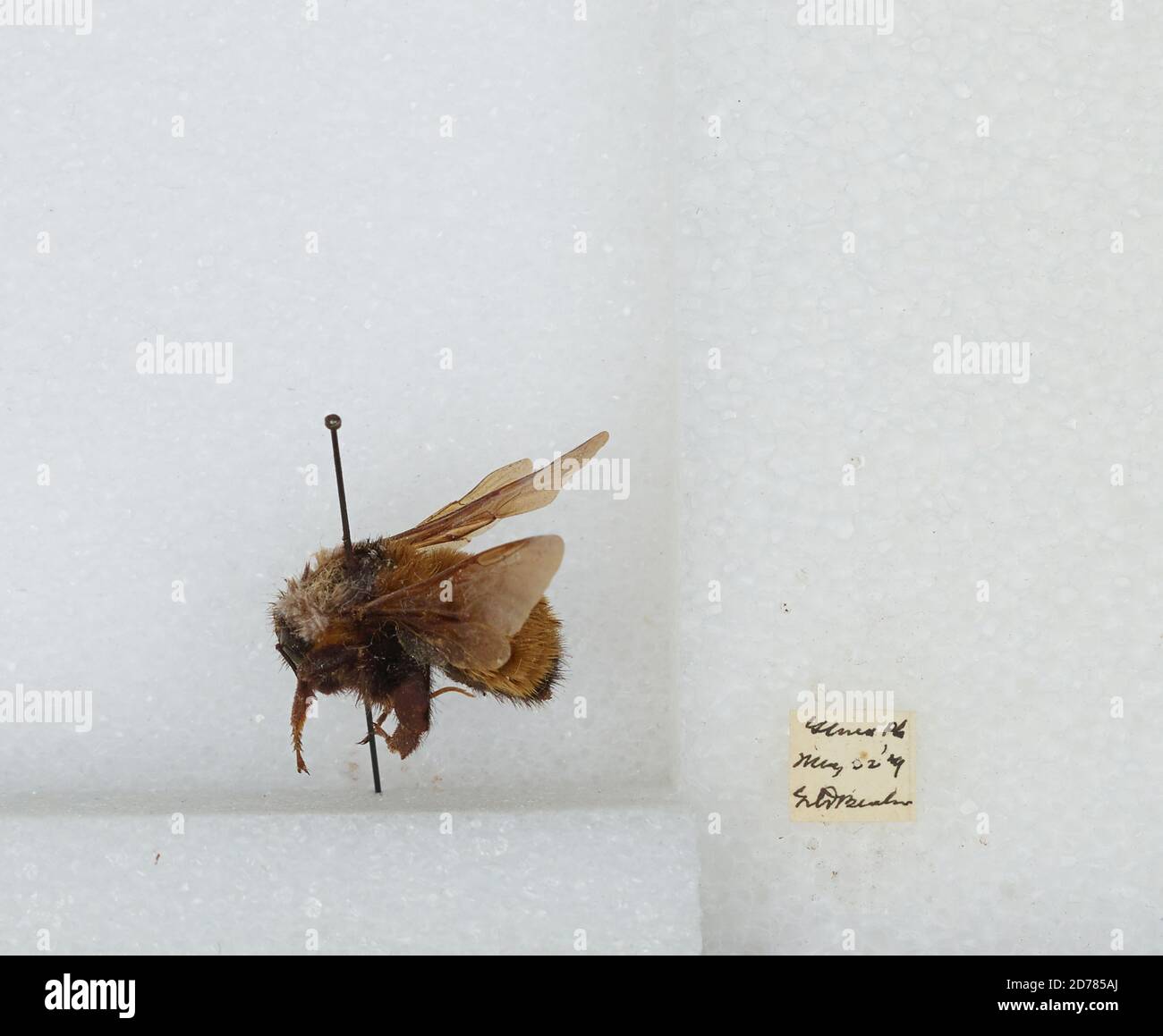 Bombus (Fervidobombus) fervidus fervidus (Fabricius), Animalia ...