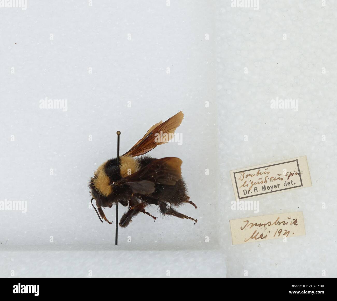Bombus argillaceus hi-res stock photography and images - Alamy