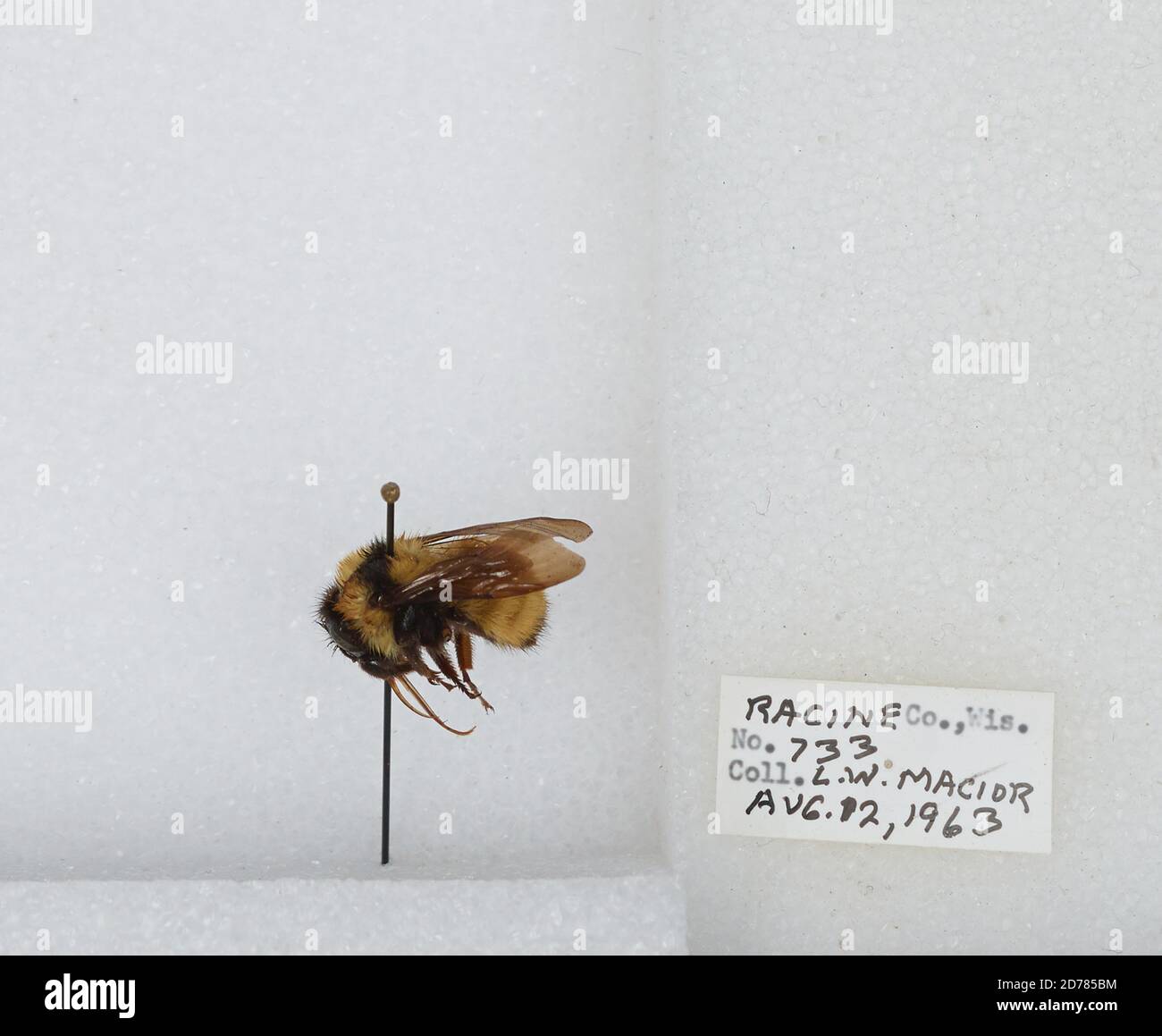 Racine, Wisconsin, United States, Bombus (Fervidobombus) fervidus ...