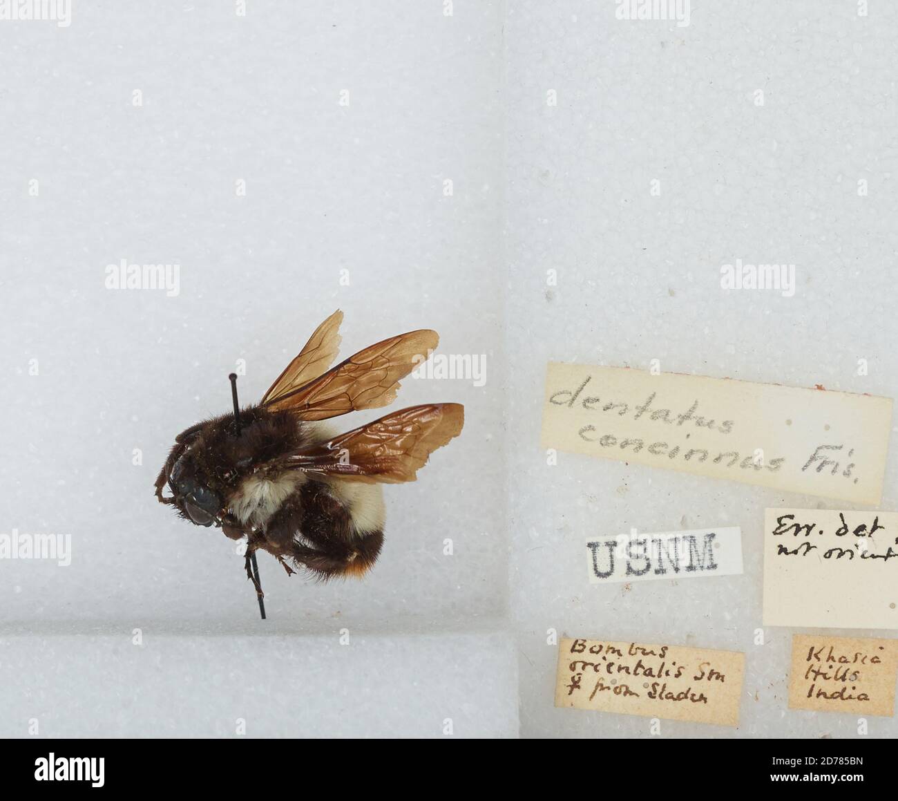 Khasi Hills, Meghalaya, India, Bombus (Alpigenobombus) breviceps Smith ...