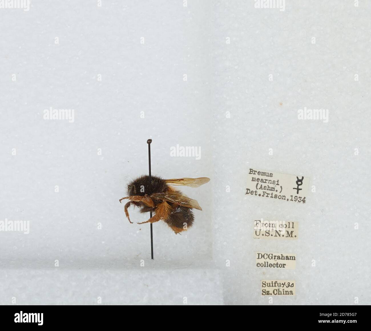 Yibin, formerly Suifu, Sichuan, China, Bombus (Pyrobombus) flavescens ...