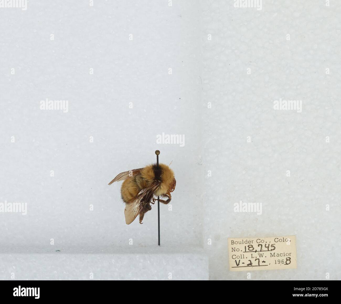 Boulder, Colorado, United States, Bombus (Fervidobombus) fervidus ...
