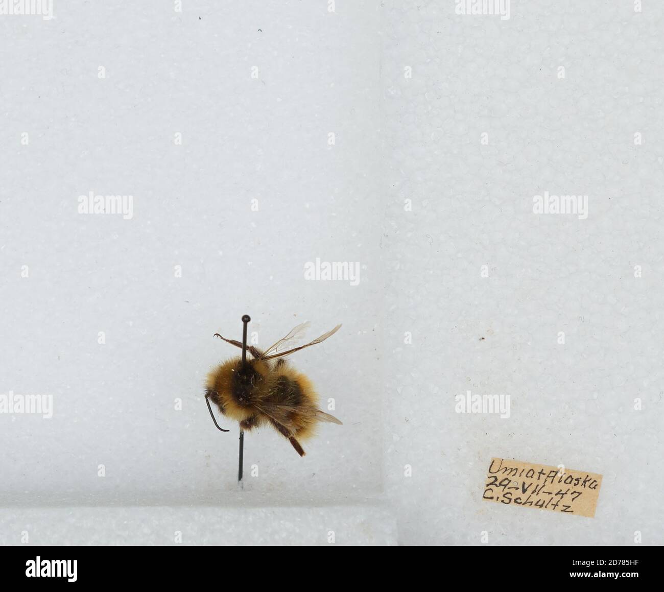Umiat, North Slope, Alaska, United States, Bombus (Pyrobombus ...