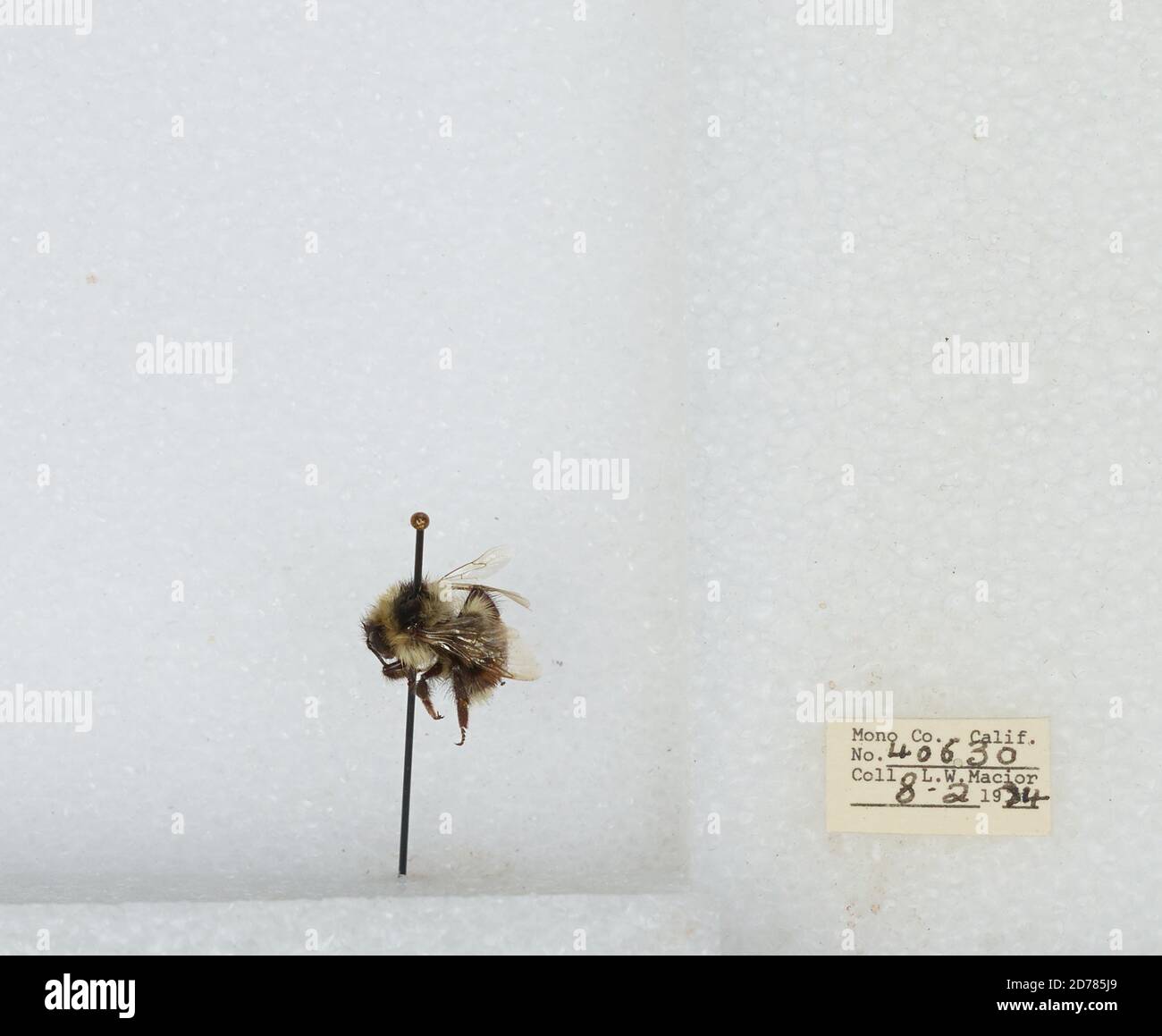 Mono, California, United States, Bombus (Cullumanobombus) rufocinctus ...