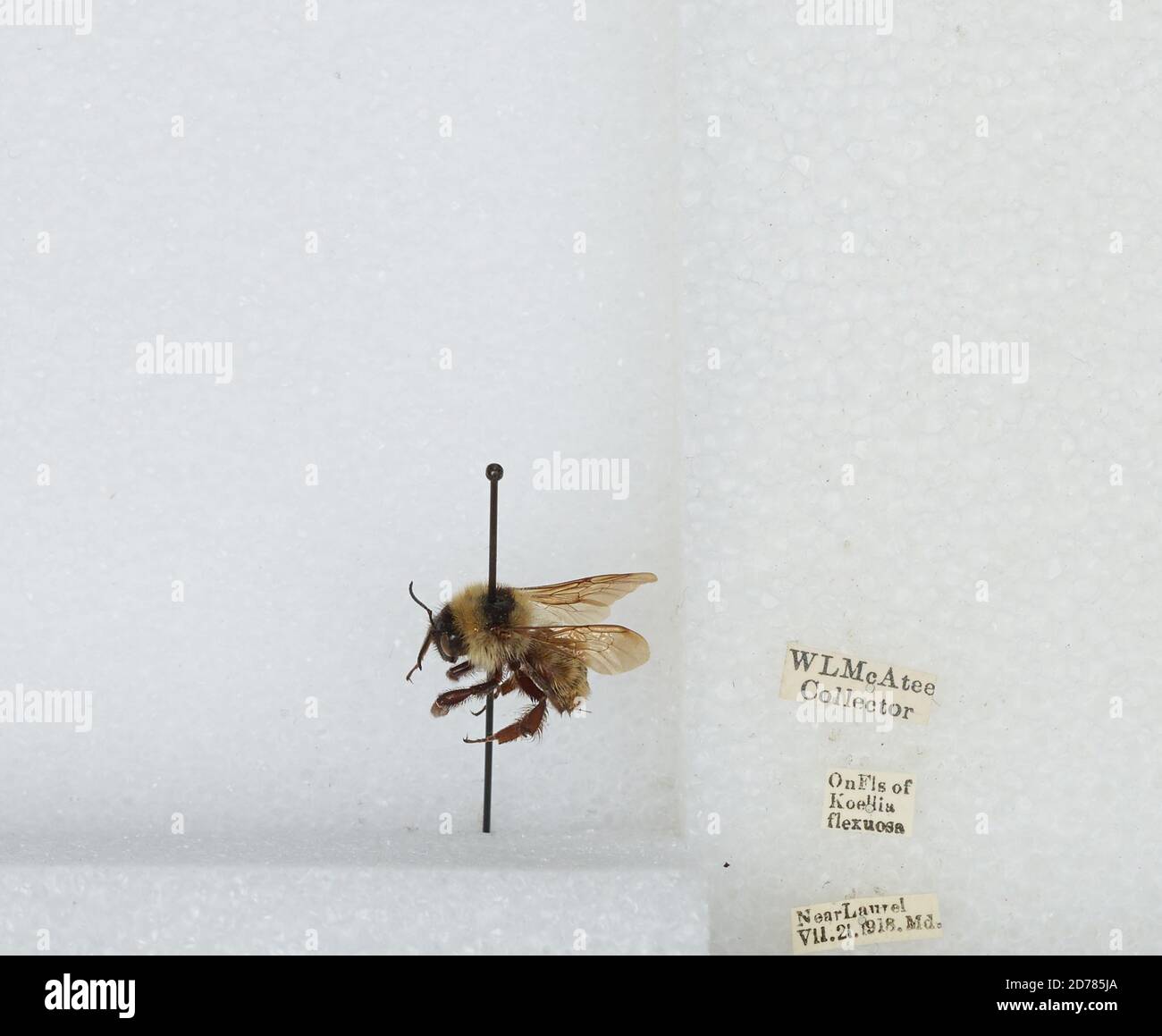 near Laurel, Prince George's, Maryland, United States, Bombus ...