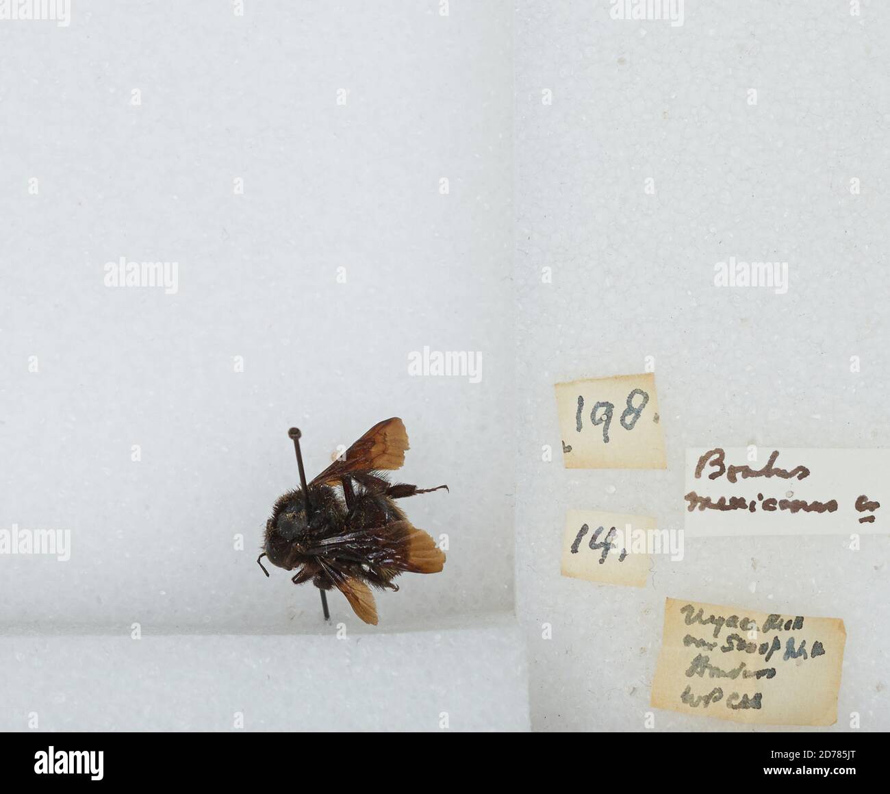 Cerro Uyuca, Francisco Morazan, Honduras, Bombus (Alpigenobombus ...