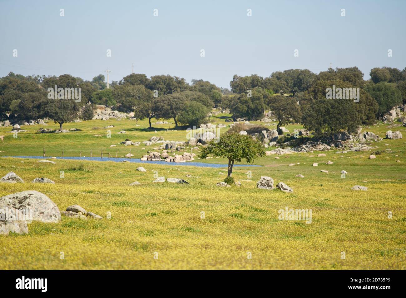 Olive tree field alentejo hi-res stock photography and images - Alamy