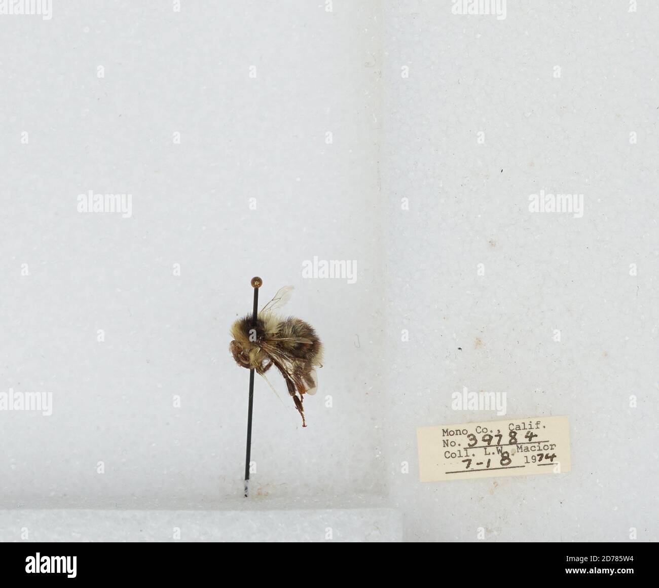 Mono, California, United States, Bombus (Cullumanobombus) rufocinctus ...