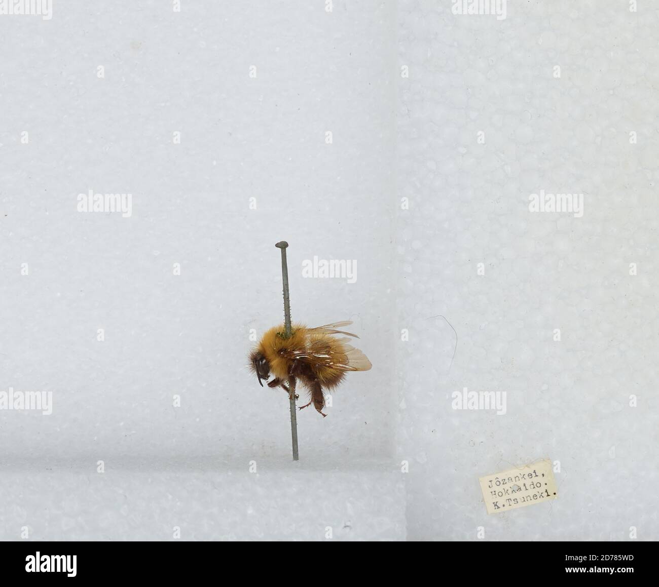 Jozankai, Hokkaido, Japan, Bombus (Pyrobombus) hypnorum callidus ...