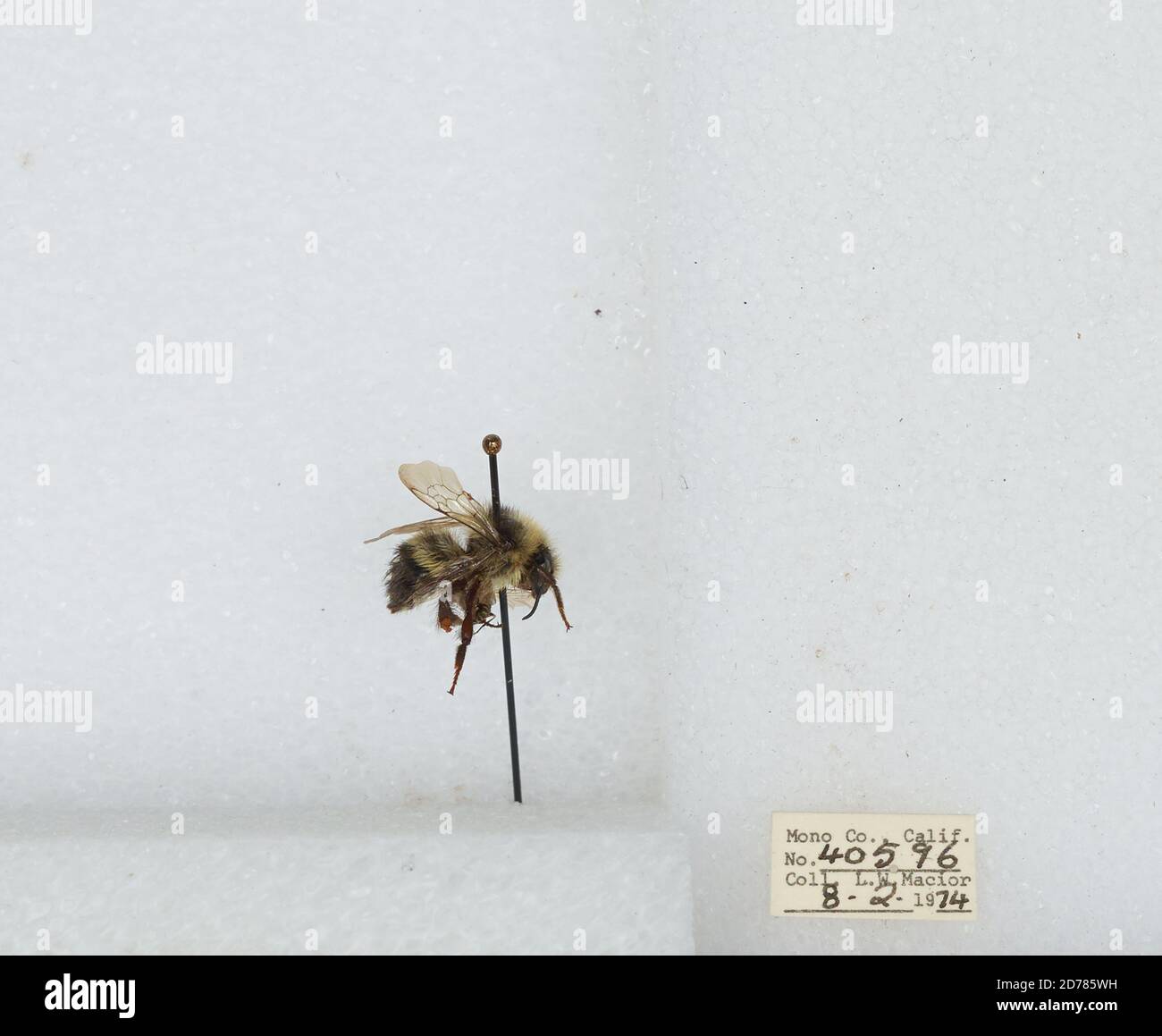 Mono, California, United States, Bombus (Pyrobombus) flavifrons Cresson ...