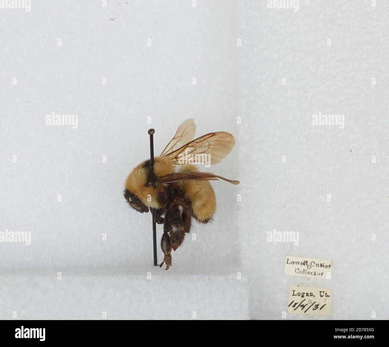 Logan, Cache, Utah, United States, Bombus (Fervidobombus) fervidus ...