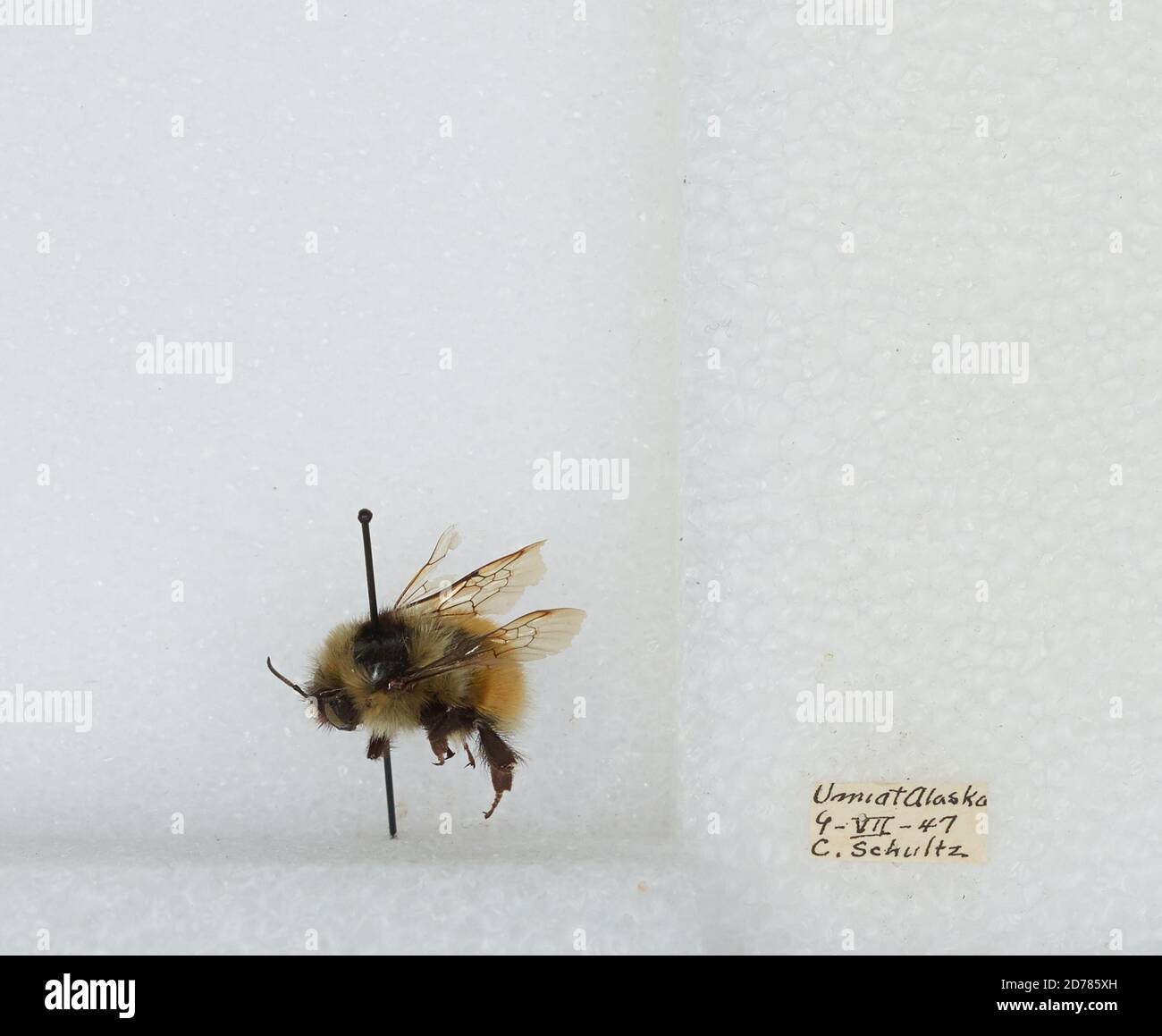 Umiat, North Slope, Alaska, United States, Bombus (Pyrobombus ...