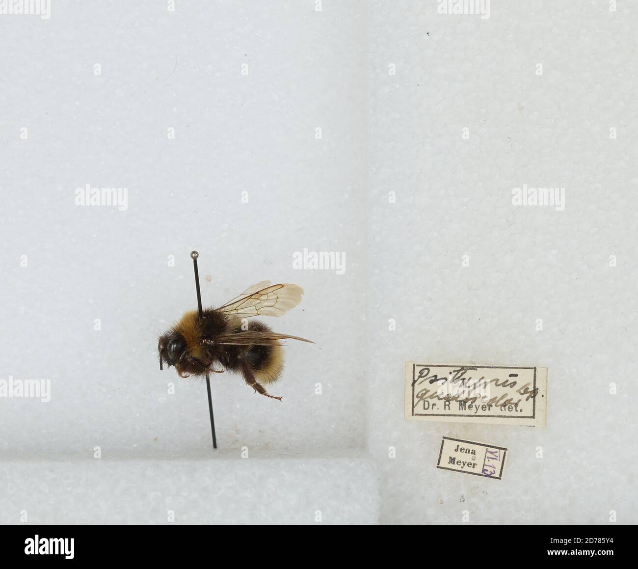 Jena, Thuringia, Germany, Bombus (Psithyrus) sylvestris (Lepeletier ...