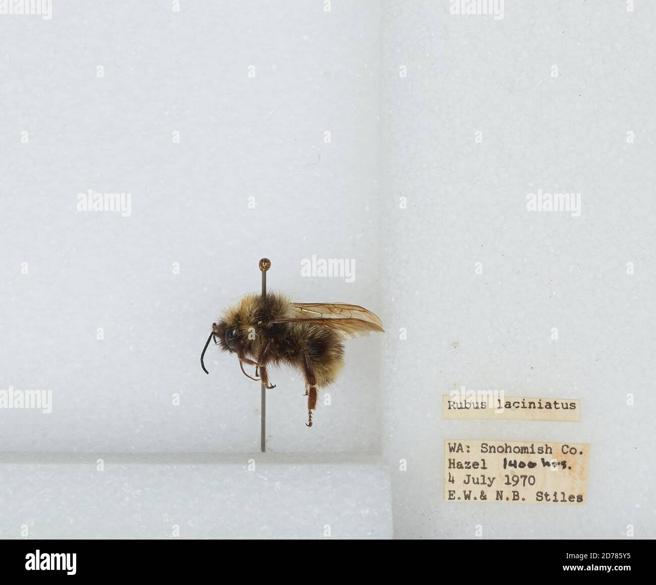 Hazel, Snohomish, Washington, United States, Bombus (Psithyrus ...