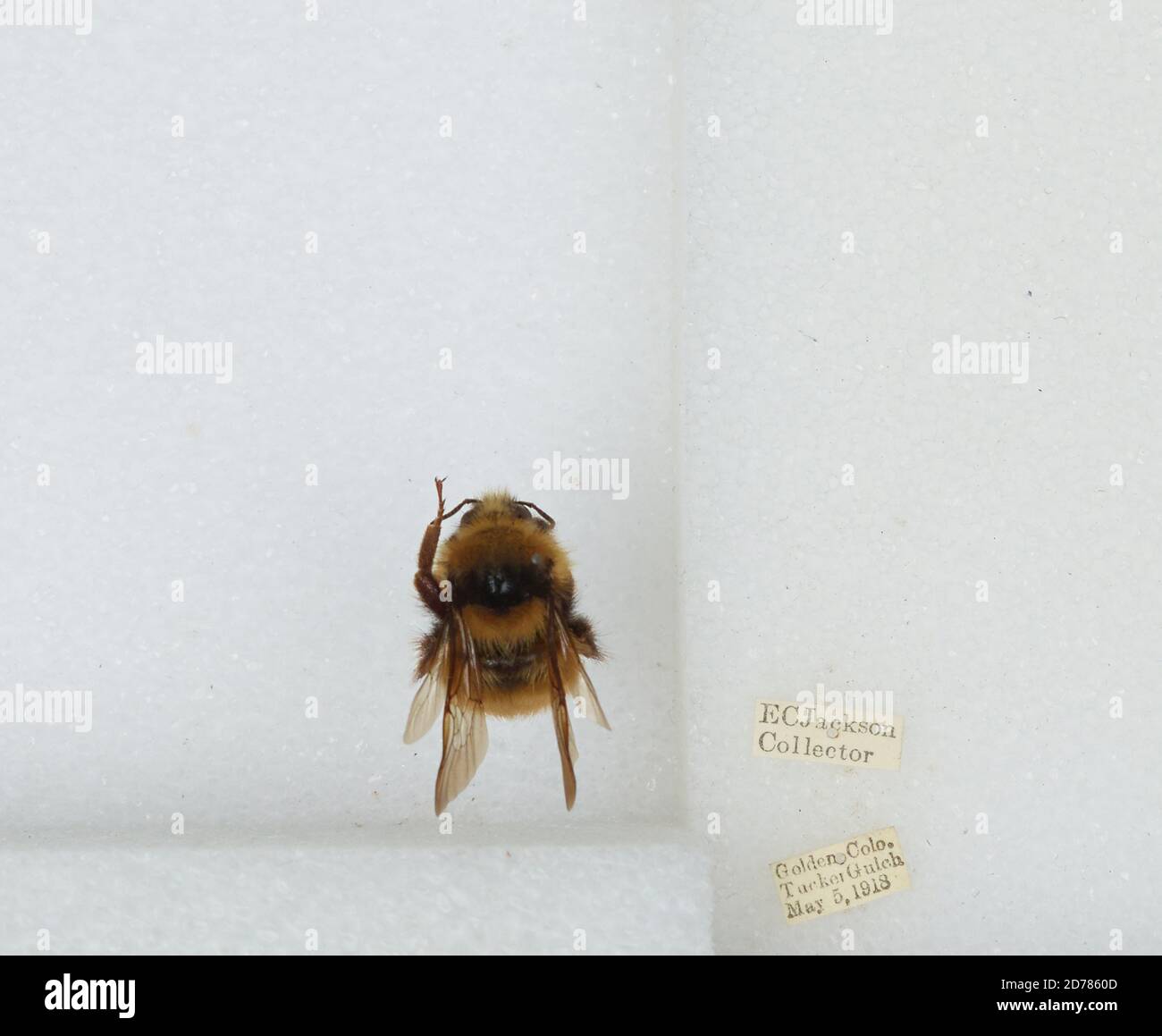 Tucker Gulch, Golden, Colorado, United States, Bombus (Pyrobombus ...