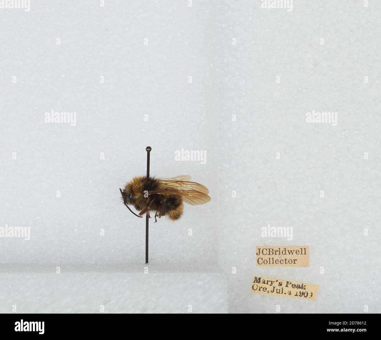 Mary's Peak, Benton, Oregon, United States, Bombus (Fervidobombus ...