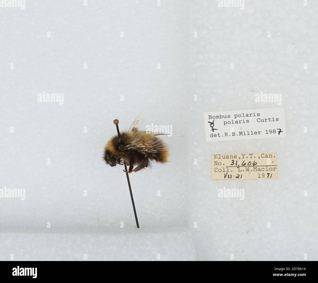 Kluane, Yukon Territory, Canada, Bombus (Alpinobombus) polaris Curtis ...