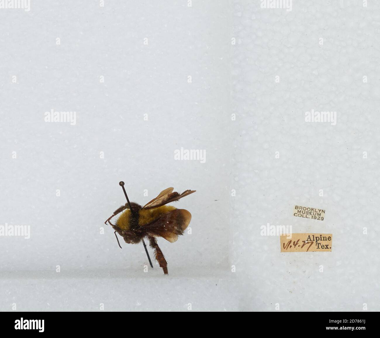 Alpine, Brewster, Texas, United States, Bombus (Fervidobombus) sonorus ...