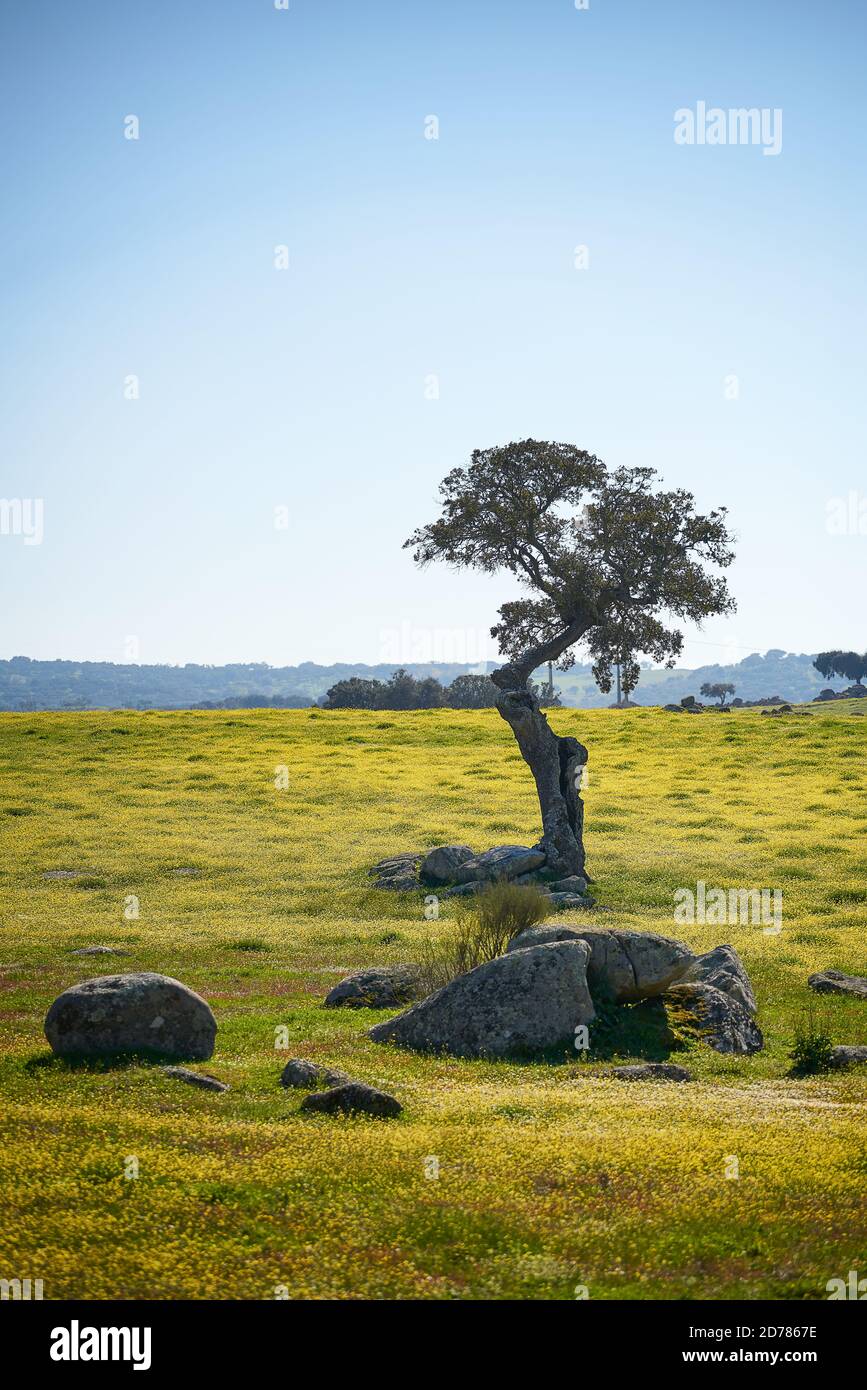 Beautiful olive tree hi-res stock photography and images - Alamy