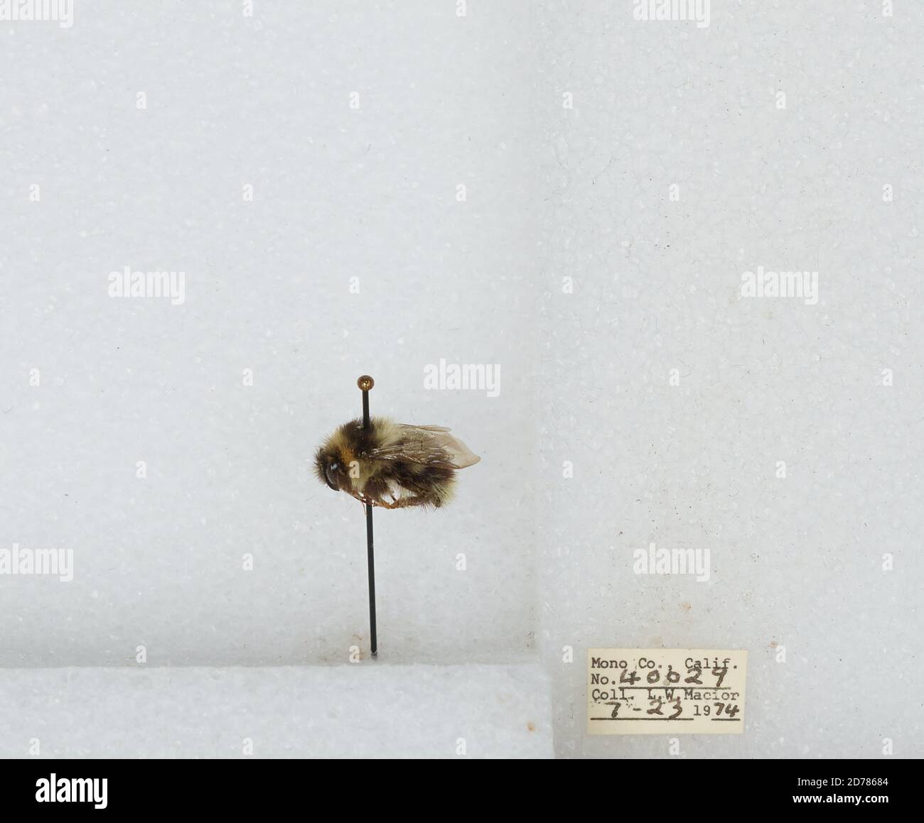Mono, California, United States, Bombus (Cullumanobombus) rufocinctus ...