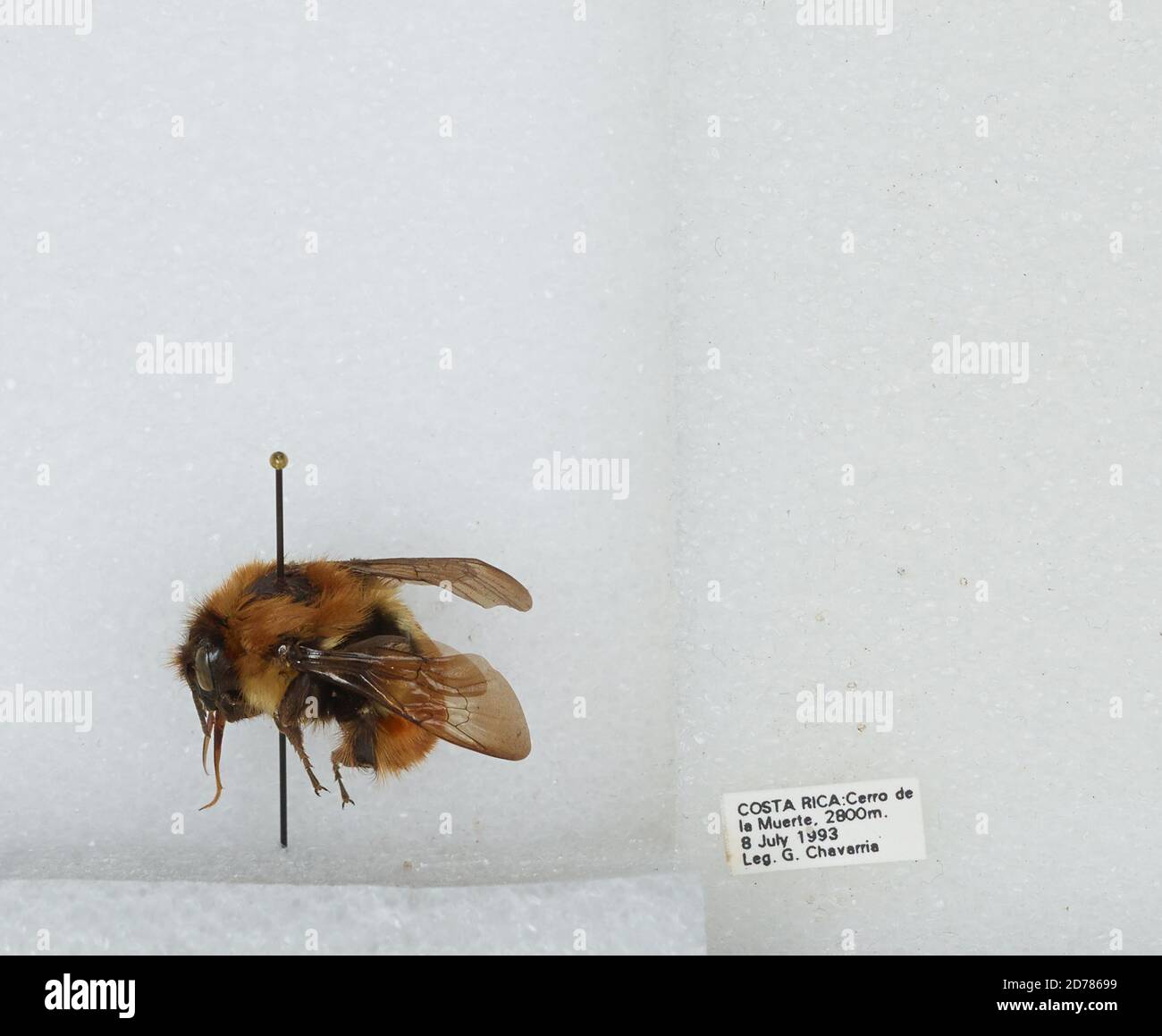 Cerro de la Muerte, San Jose, Costa Rica, Bombus (Pyrobombus ...