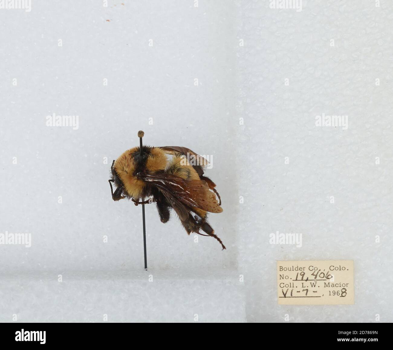 Boulder, Colorado, United States, Bombus (Fervidobombus) fervidus ...