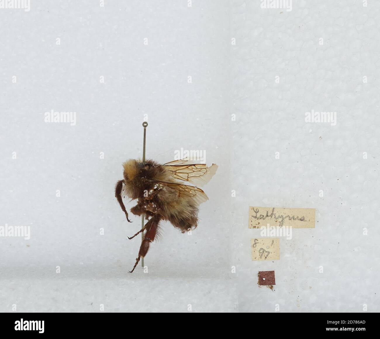 Bombus (Alpinobombus) polaris Curtis, 1835, Animalia, Arthropoda ...