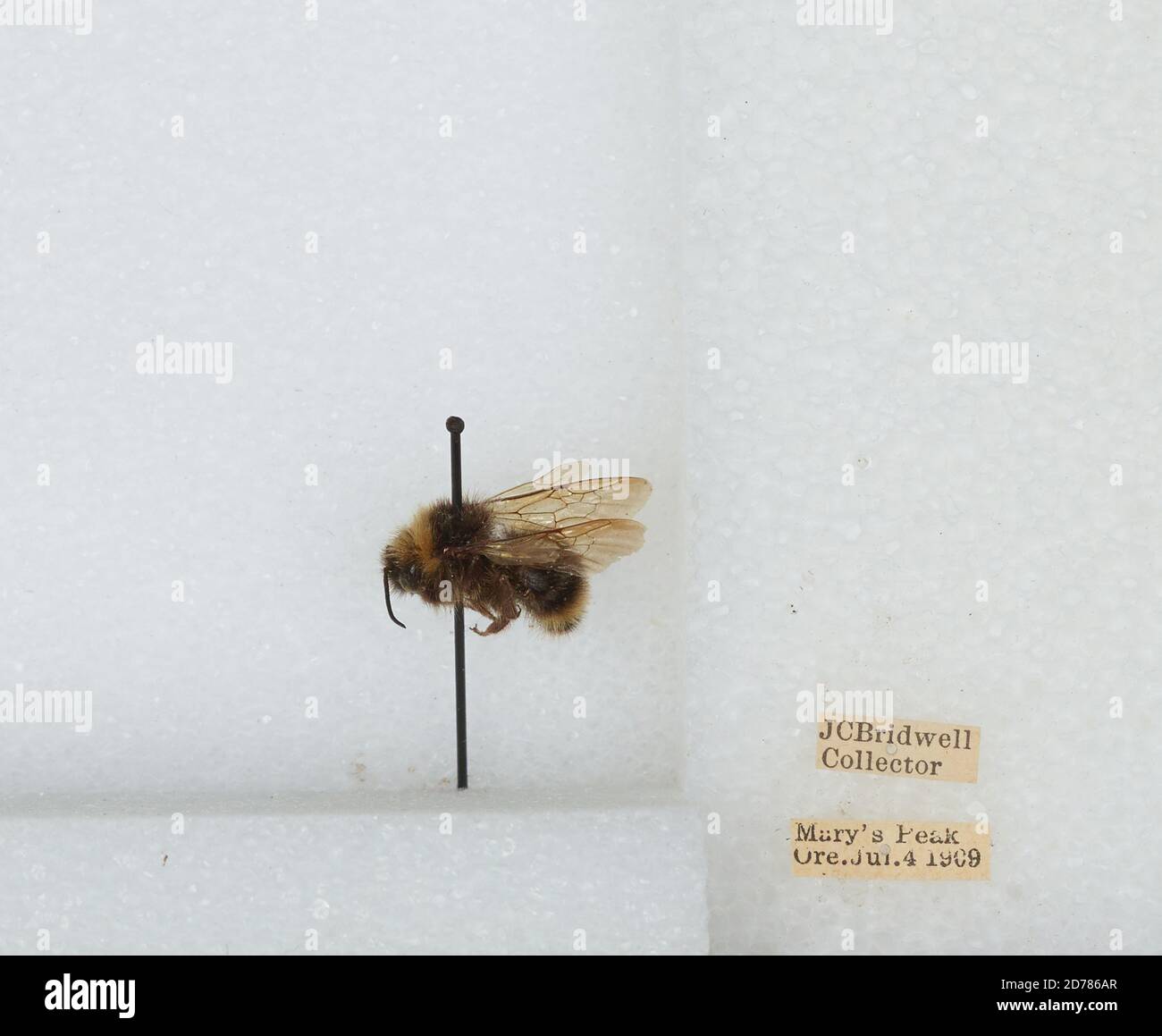 Mary's Peak, Benton, Oregon, United States, Bombus (Fervidobombus ...