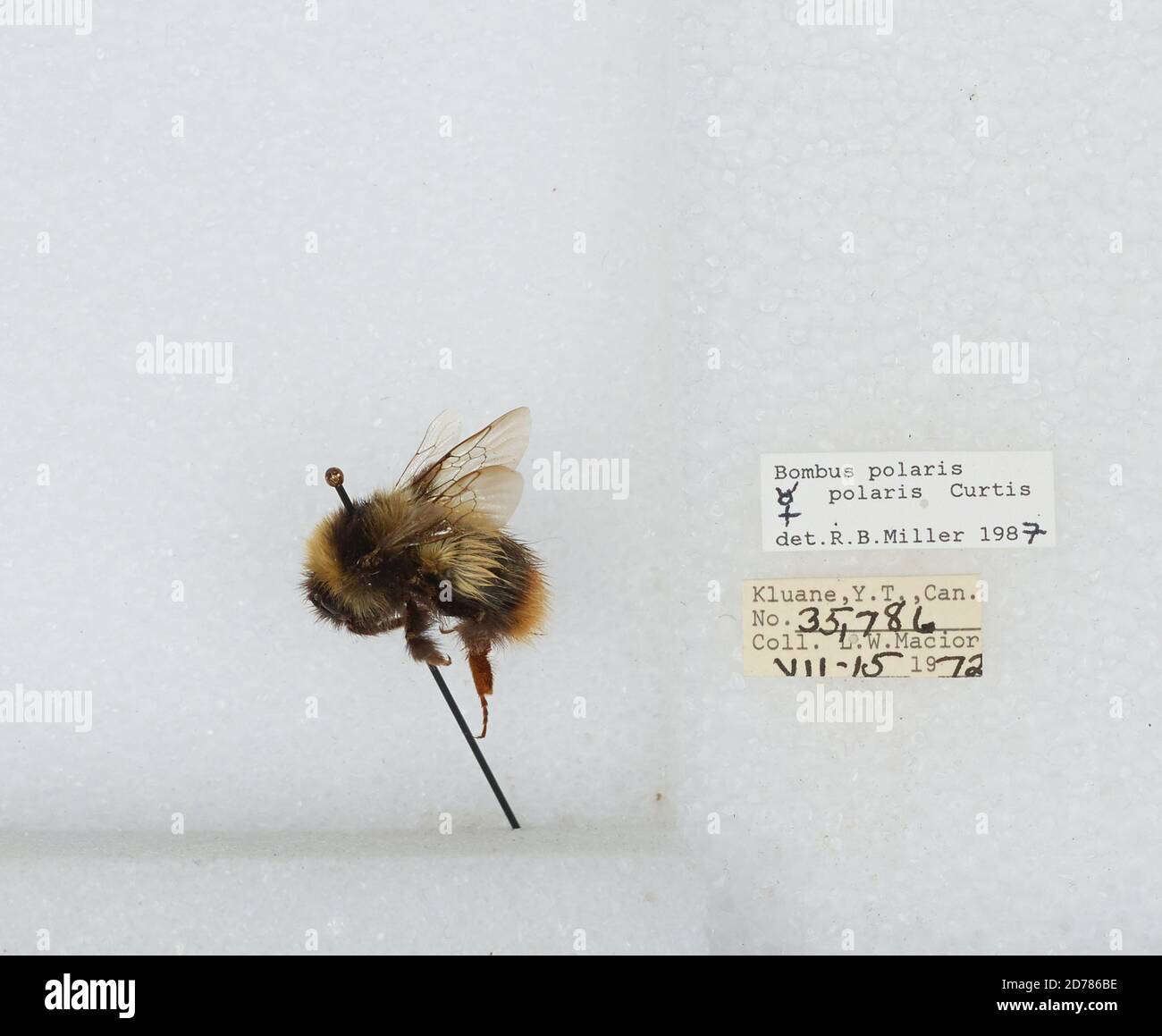 Kluane, Yukon Territory, Canada, Bombus (Alpinobombus) polaris Curtis ...