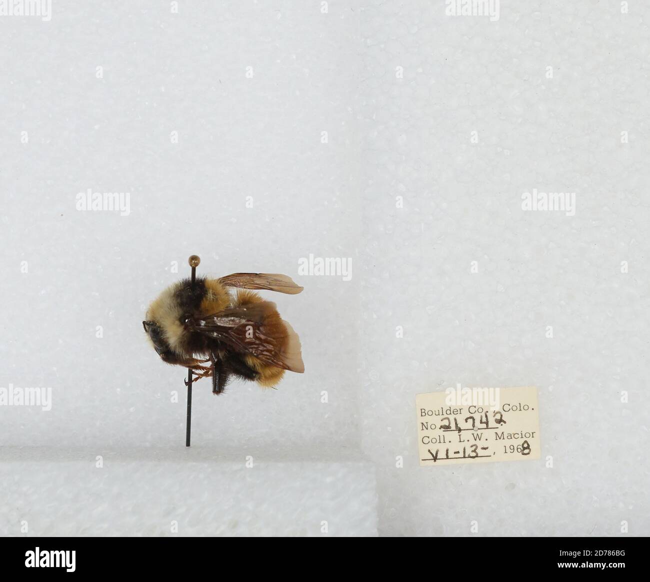 Boulder, Colorado, United States, Bombus (Subterraneobombus) appositus ...