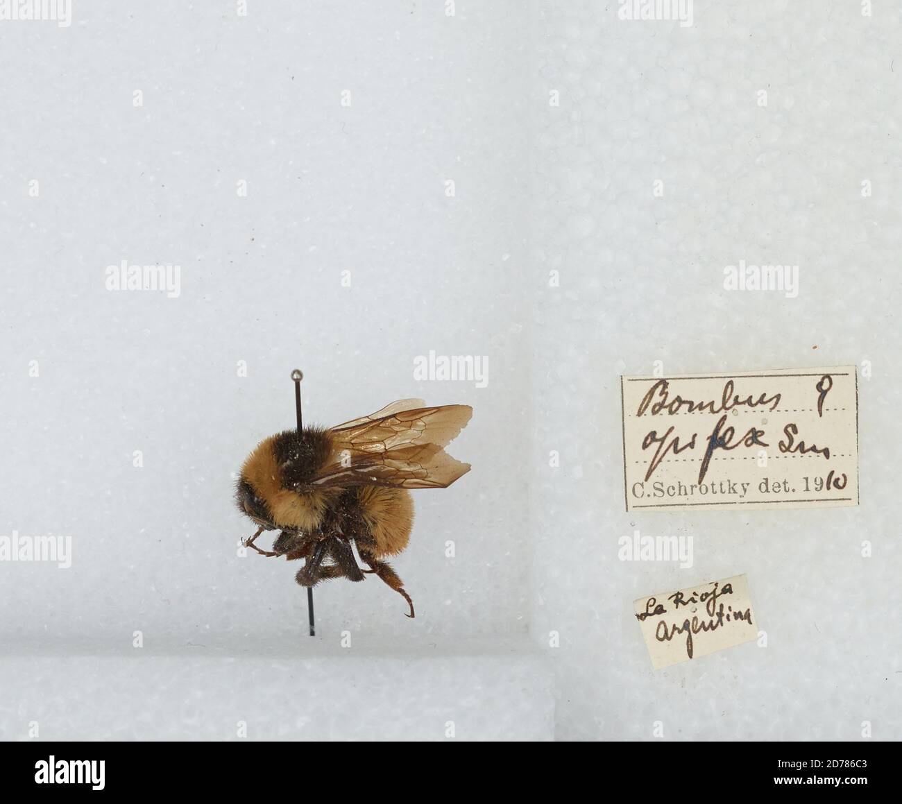 Argentina, Bombus (Megabombus) opifex Smith, Animalia, Arthropoda ...