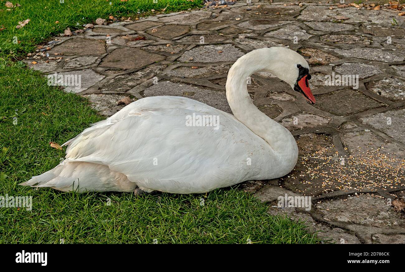 Swan On Pathway Eating Seeds Stock Photo - Alamy