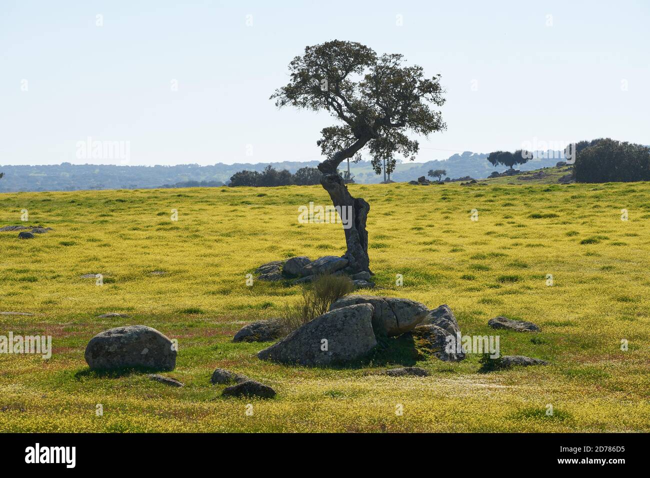 Beautiful olive tree alone in Alentejo landscape with yellow flowers in ...