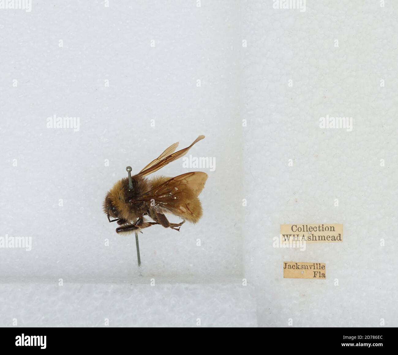 Jacksonville, Duval, Florida, United States, Bombus (Fervidobombus ...